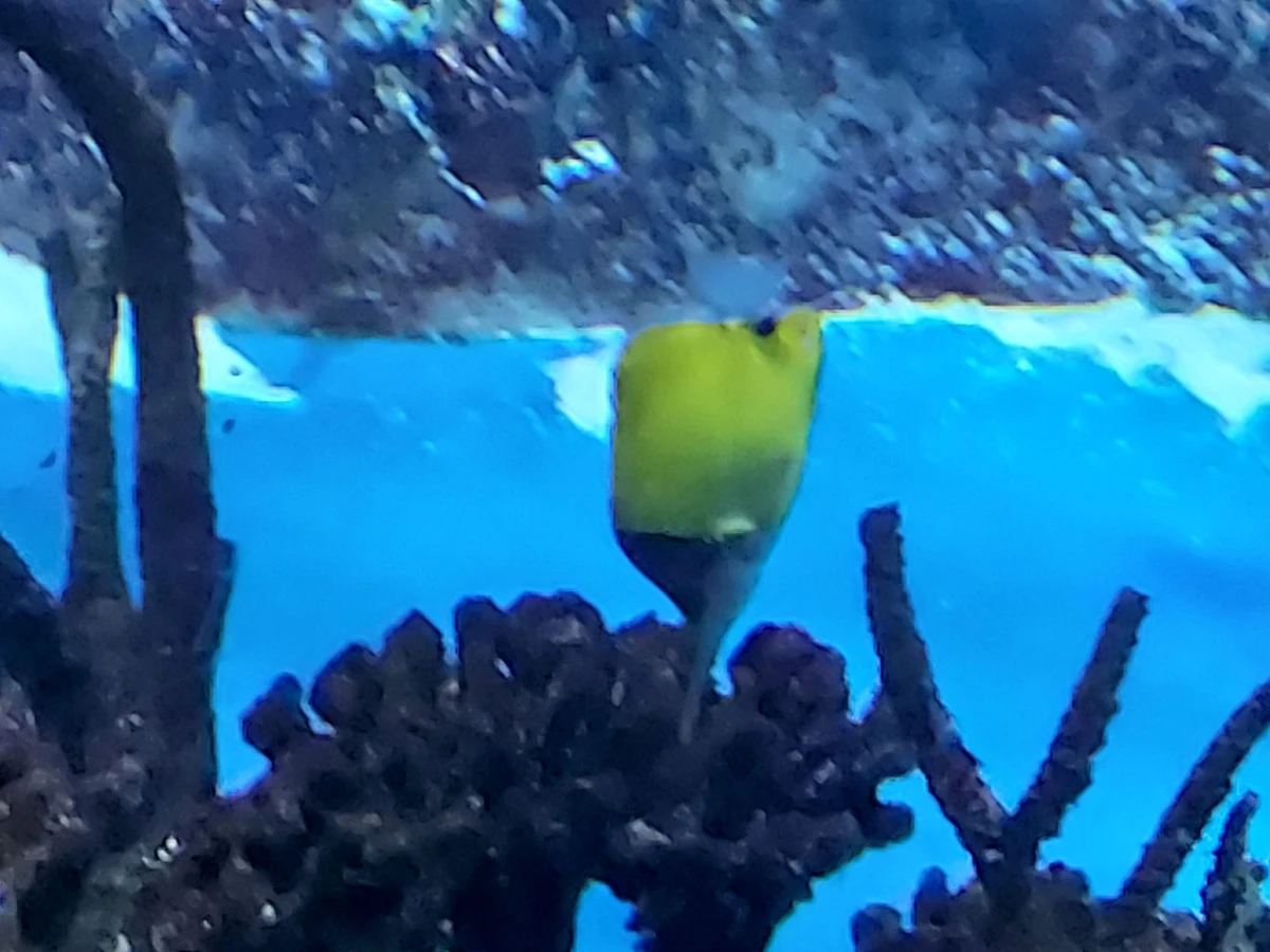 Category:Butterflyfish | NatureRules1 Wiki | Fandom