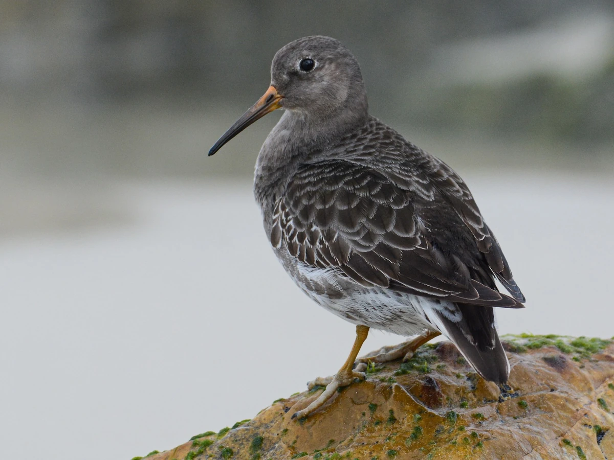 Purple Sandpiper | NatureRules1 Wiki | Fandom
