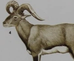 Bharal | NatureRules1 Wiki | Fandom