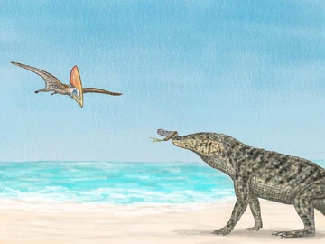 Araripesuchus Size