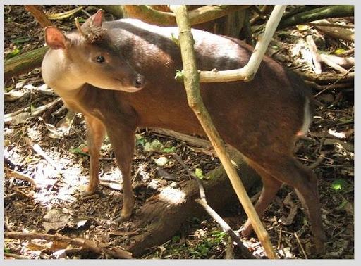 Amazonian Brown Brocket | NatureRules1 Wiki | Fandom