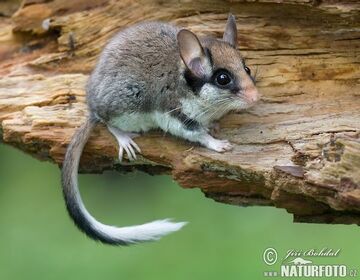 Dormouse store