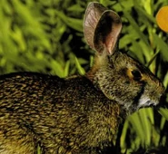 Swamp Rabbit | NatureRules1 Wiki | Fandom