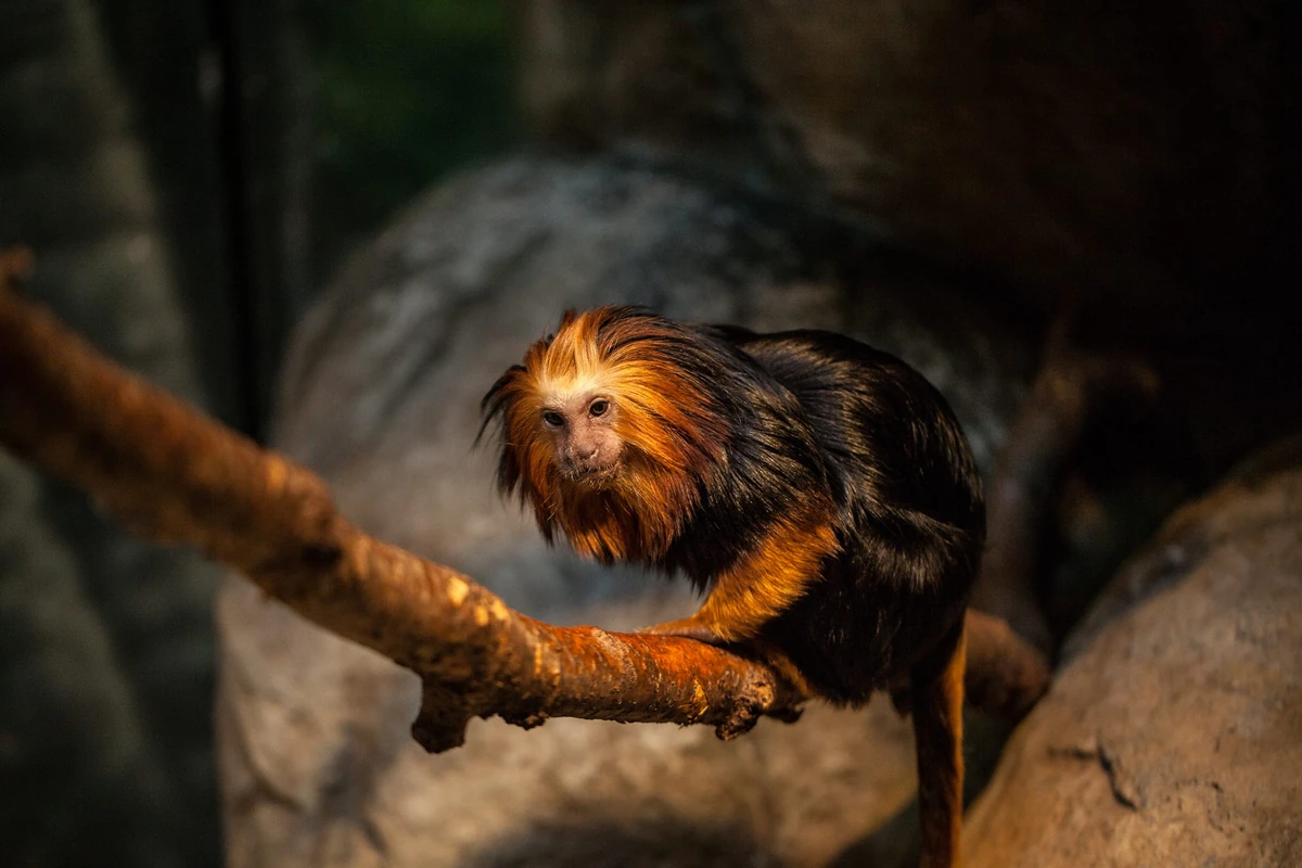 Golden-headed Lion Tamarin | NatureRules1 Wiki | Fandom