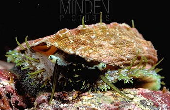 Green Ormer | NatureRules1 Wiki | Fandom