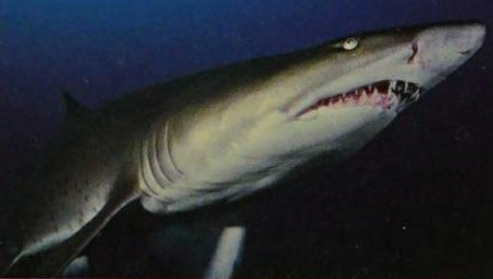 Surrounded By Sharks | NatureRules1 Wiki | Fandom