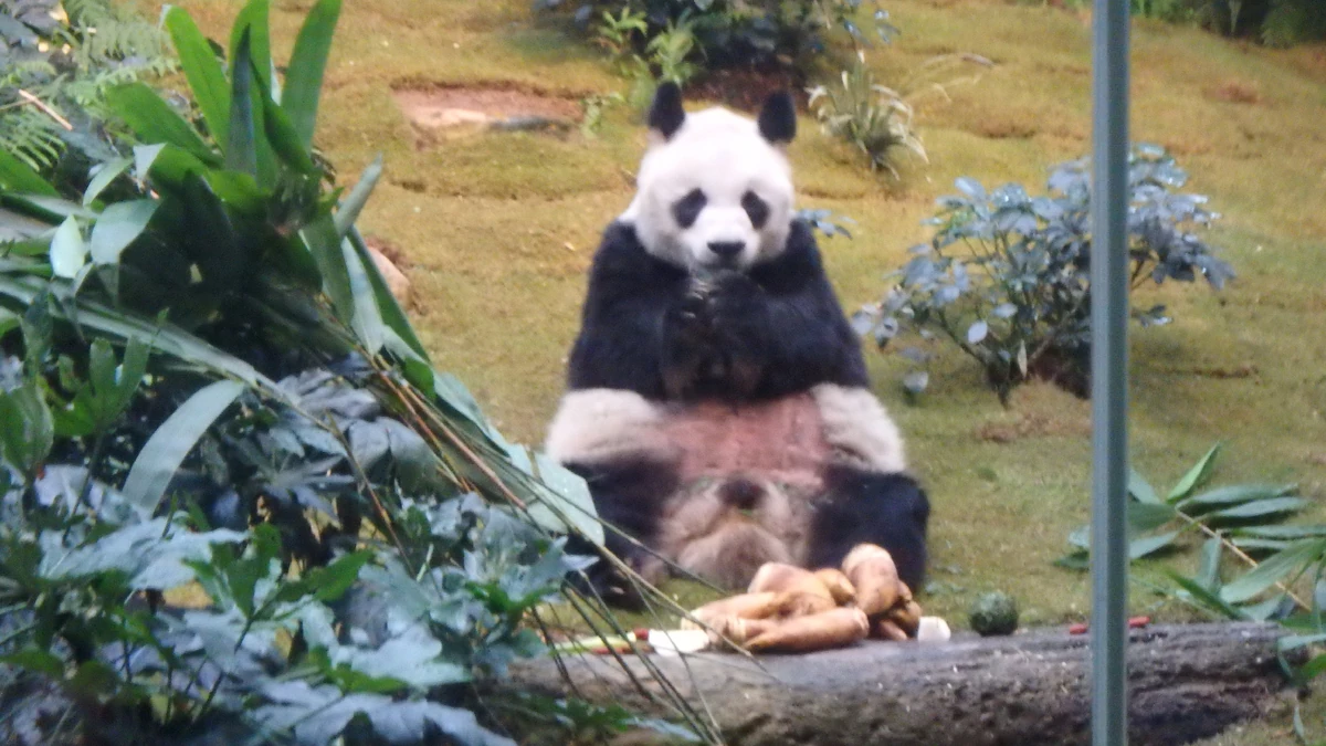 Sichuan Giant Panda | NatureRules1 Wiki | Fandom