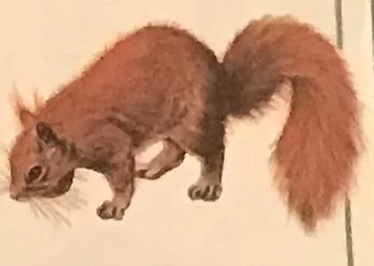 Eurasian Red Squirrel/Books | NatureRules1 Wiki | Fandom