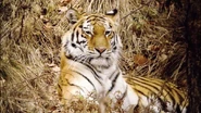 Siberian Tiger | NatureRules1 Wiki | Fandom