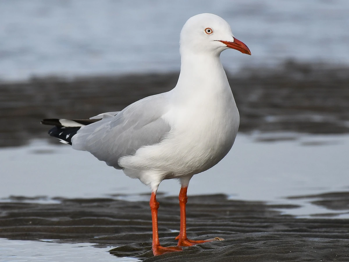 Silver Gull | NatureRules1 Wiki | Fandom