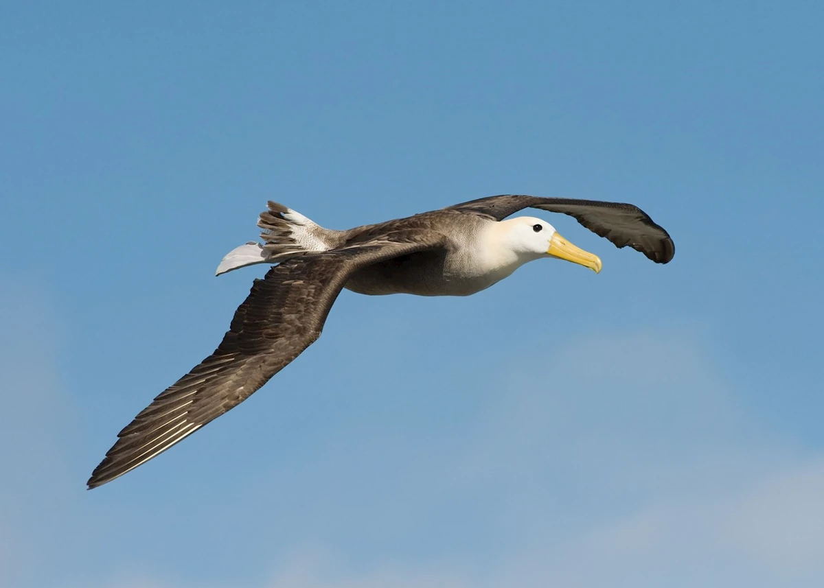 Waved Albatross Galapagos