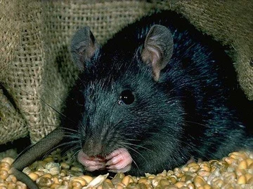 What Are Black Rat