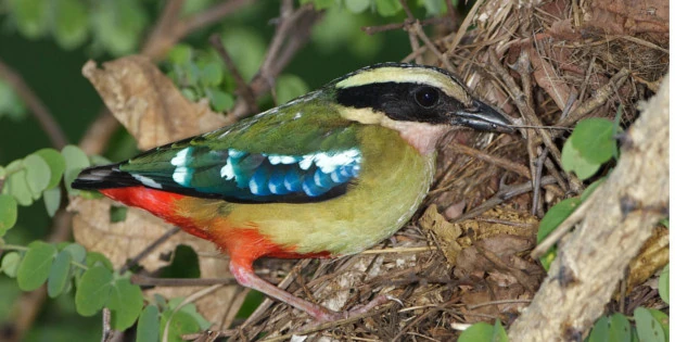 African Pitta | NatureRules1 Wiki | Fandom