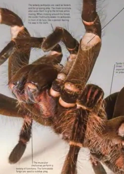 Goliath Birdeater Size Chart