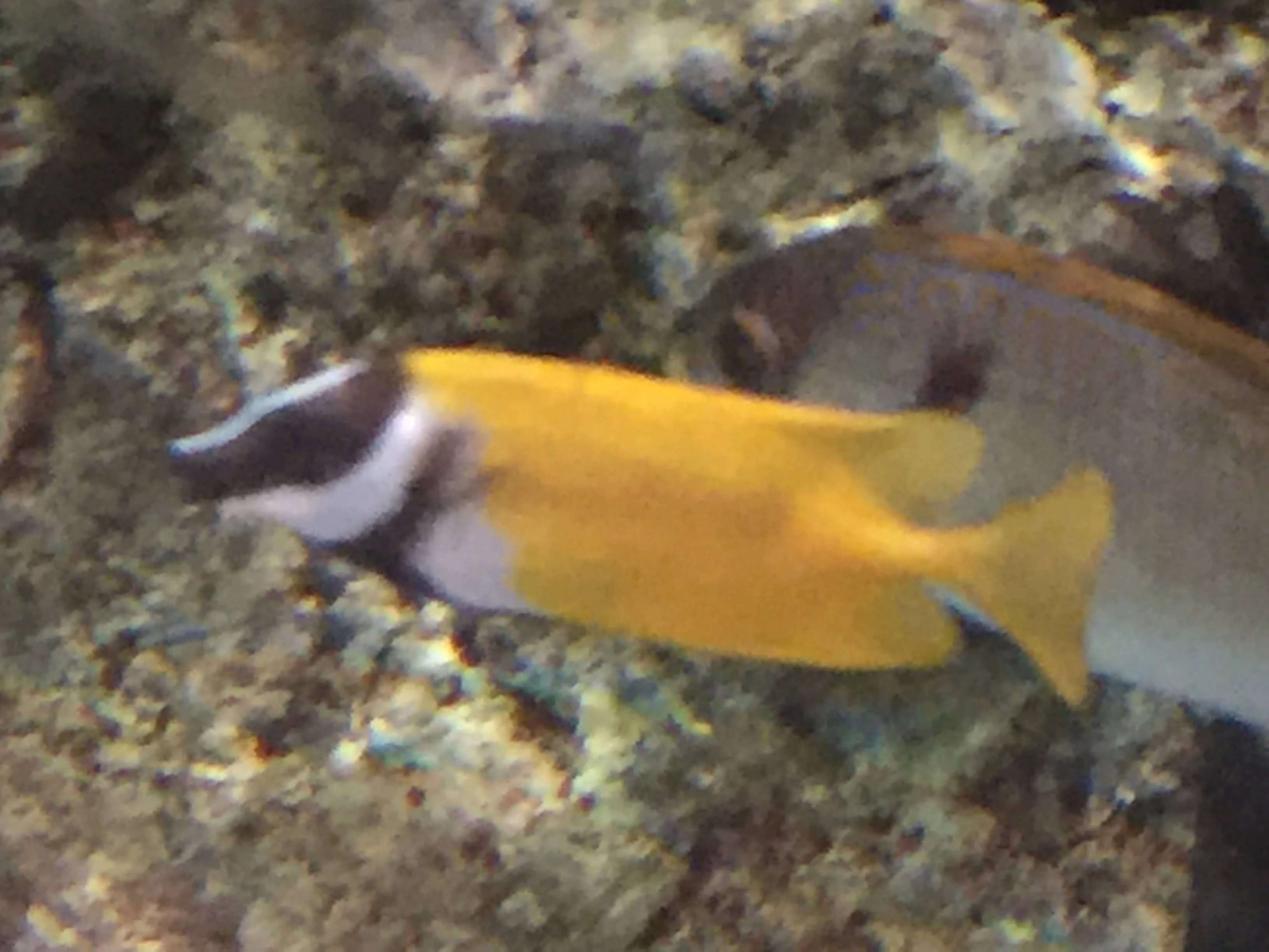 Foxface Rabbitfish