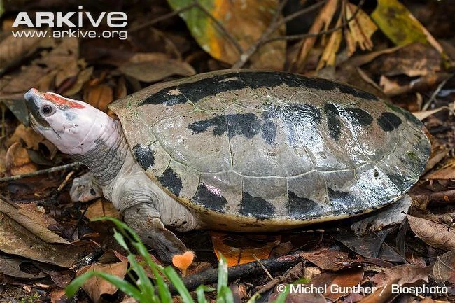 Painted Terrapin | NatureRules1 Wiki | Fandom