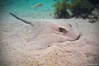 Roughnose Stingray | NatureRules1 Wiki | Fandom
