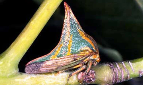 Thorn Bug | NatureRules1 Wiki | Fandom