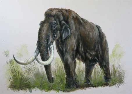 Steppe Mammoth | NatureRules1 Wiki | Fandom