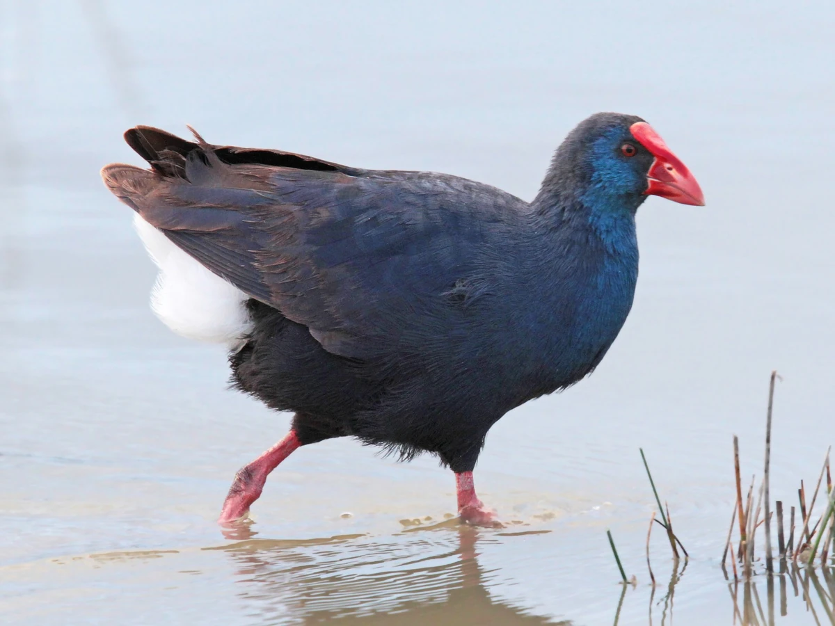 Western Swamphen | NatureRules1 Wiki | Fandom