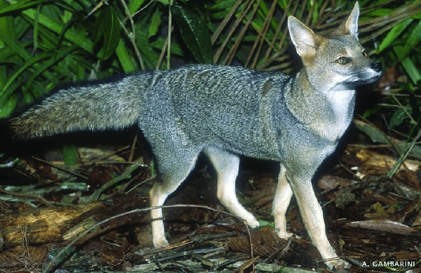 Hoary Fox | NatureRules1 Wiki | Fandom