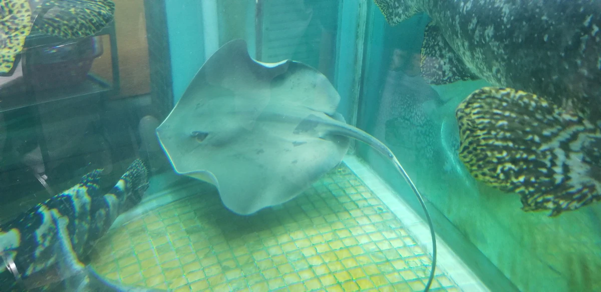 Izu Stingray | NatureRules1 Wiki | Fandom