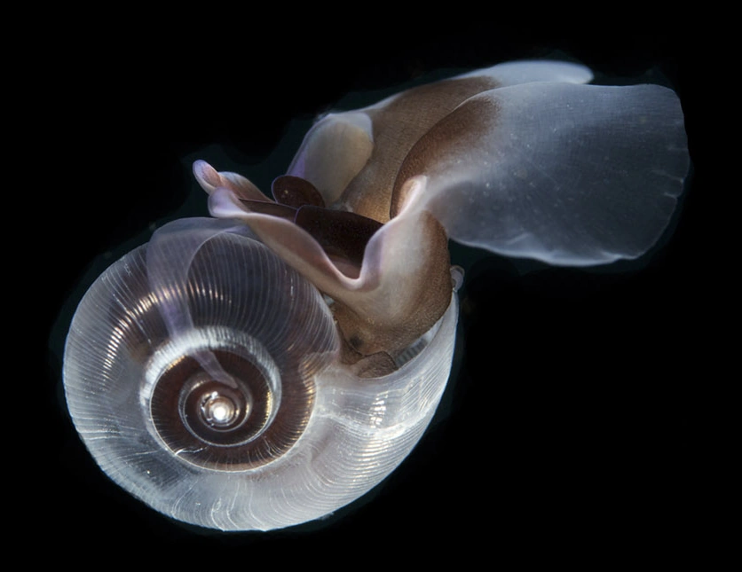 Sea Butterfly | NatureRules1 Wiki | Fandom