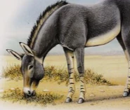 African Wild Ass | NatureRules1 Wiki | Fandom