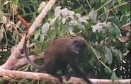 Sun-tailed Monkey | NatureRules1 Wiki | Fandom
