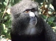 Greater Spot-nosed Monkey | NatureRules1 Wiki | Fandom