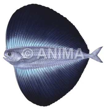 Pacific Fanfish | NatureRules1 Wiki | Fandom