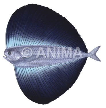 Category:Fanfish | NatureRules1 Wiki | Fandom