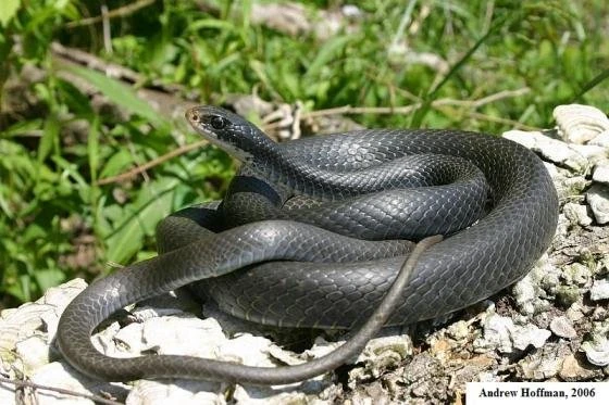 Eastern Racer | NatureRules1 Wiki | Fandom