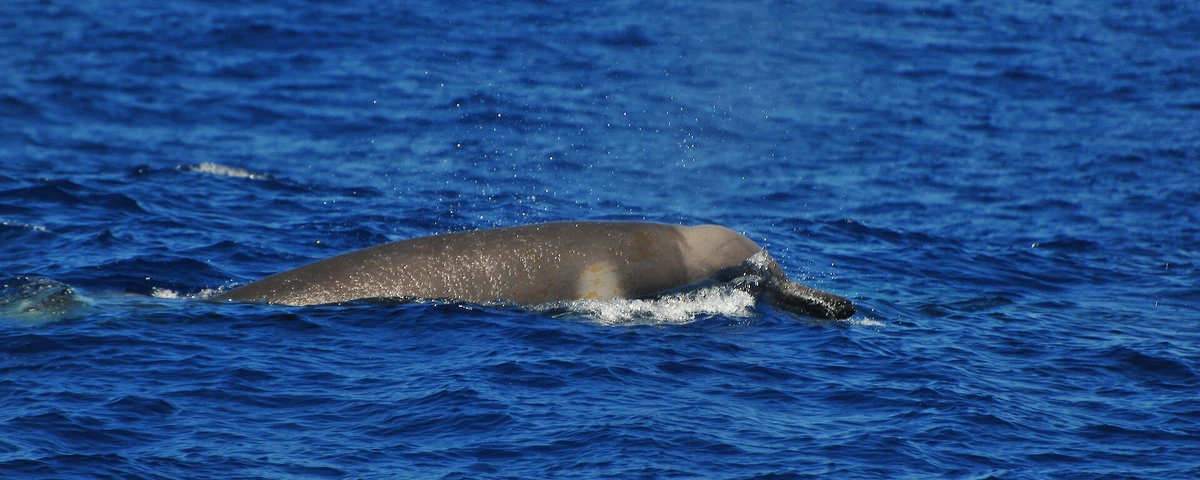 Shepherd's Beaked Whale | NatureRules1 Wiki | Fandom