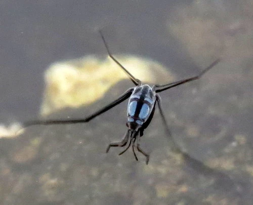 Pelagic Sea Strider | NatureRules1 Wiki | Fandom