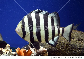 Striped Beakfish | NatureRules1 Wiki | Fandom