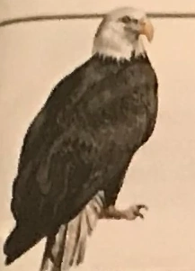 Bald Eagle/Books | NatureRules1 Wiki | Fandom