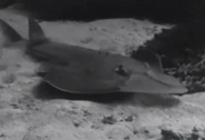 Halavi Guitarfish | NatureRules1 Wiki | Fandom