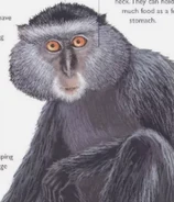 Diademed Monkey | NatureRules1 Wiki | Fandom