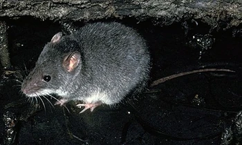 Common Water Mouse | NatureRules1 Wiki | Fandom