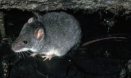 Common Water Mouse | NatureRules1 Wiki | Fandom