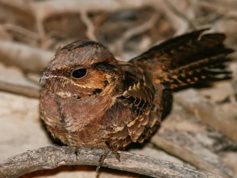 Common Pauraque | NatureRules1 Wiki | Fandom