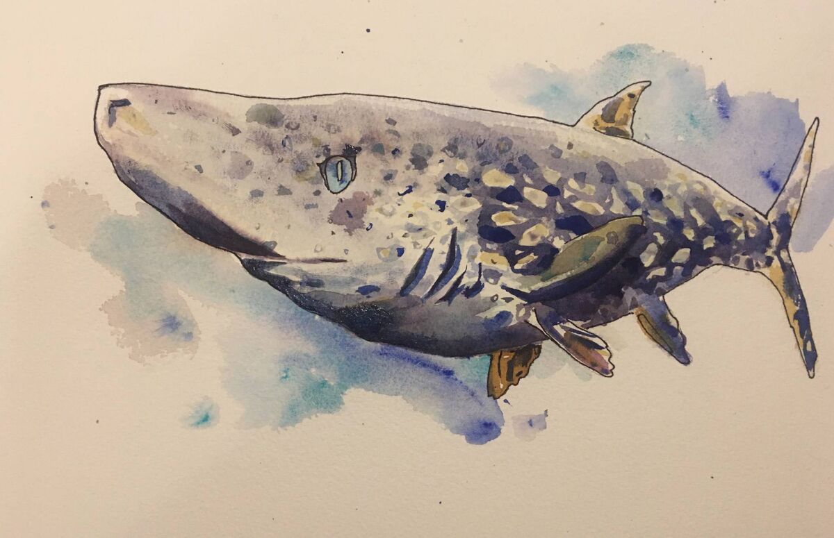 Iliamna Lake Monster | NatureRules1 Wiki | Fandom