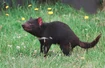 List of New Animals of Mexico | NatureRules1 Wiki | Fandom