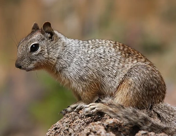 Rock Squirrel Desert