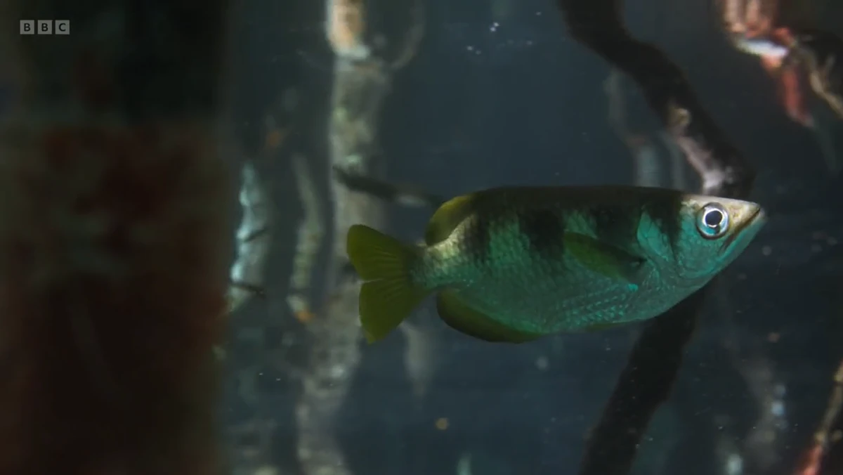 Harbor Terrace | NatureRules1 Wiki | Fandom