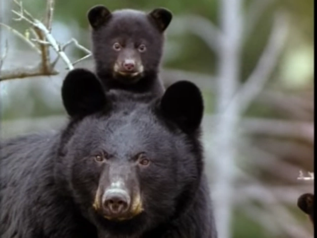 List of Species in Really Wild Animals | NatureRules1 Wiki | Fandom