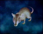 Alphadon | NatureRules1 Wiki | Fandom