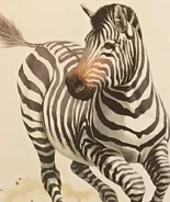 Mountain Zebra | NatureRules1 Wiki | Fandom