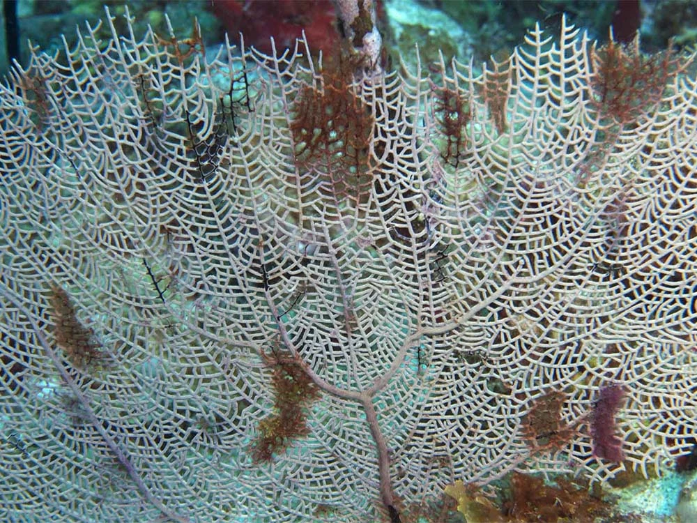 Wide-mesh Sea Fan | NatureRules1 Wiki | Fandom